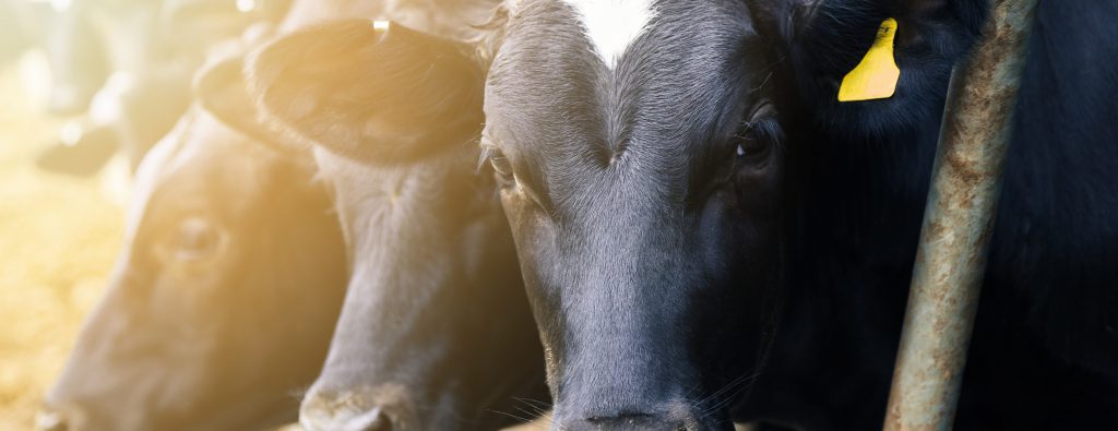 Cattle courses: Expand your knowledge across your herd