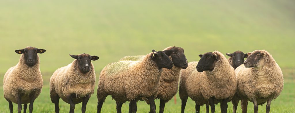 Sheep courses: Training on sheep and lamb welfare with FarmIQ